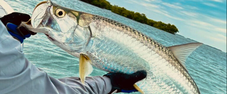 Tarpon Fishing - Dream Catcher Charters